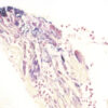 Special staining kits for histology and citology Archives - Biognost